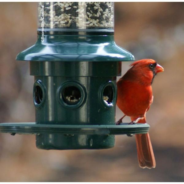 Squirrel Proof Feeder Squirrel Buster Plus – Wild Bird Connection