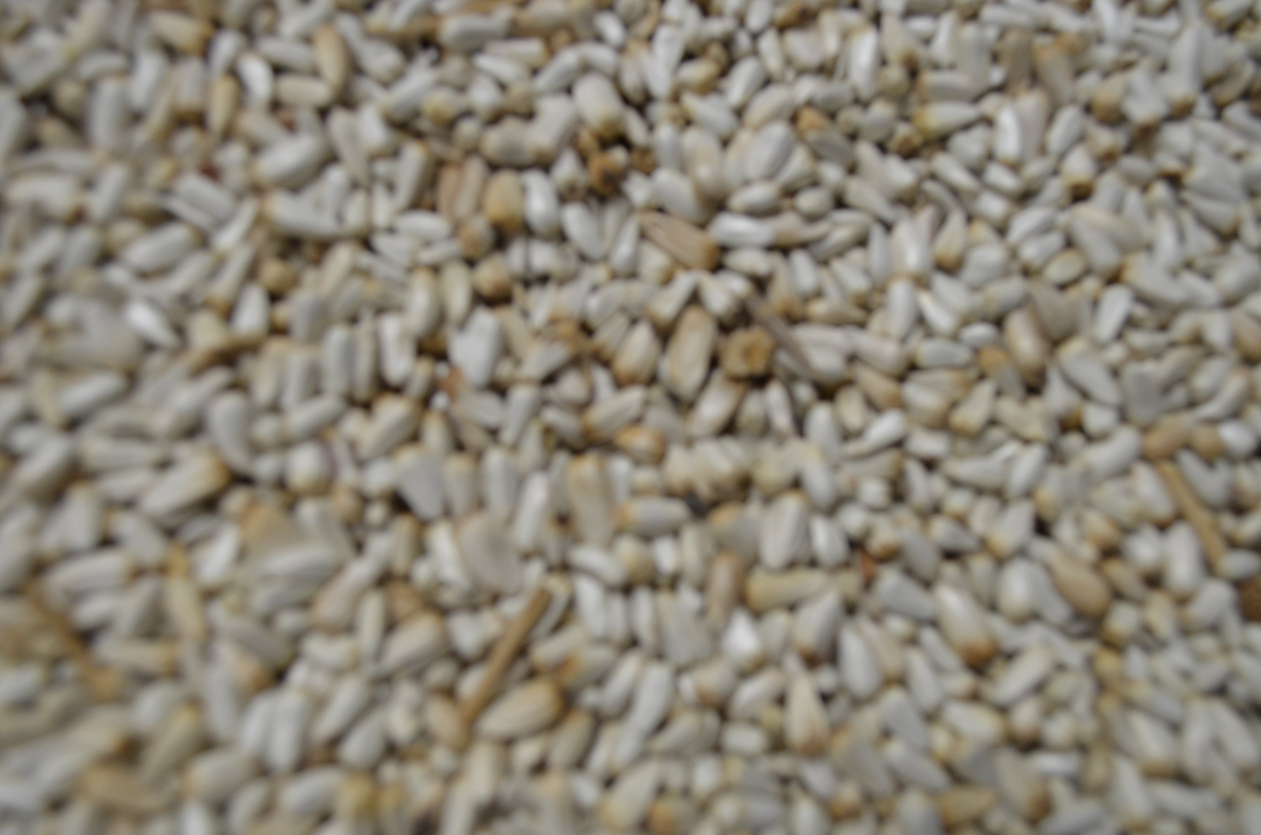 Safflower 20# – Wild Bird Connection